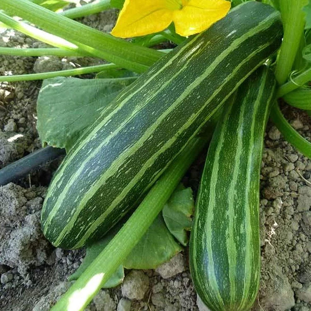 Cocozelle Zucchini Seeds | Heirloom | Organic | Summer Squash - Etsy