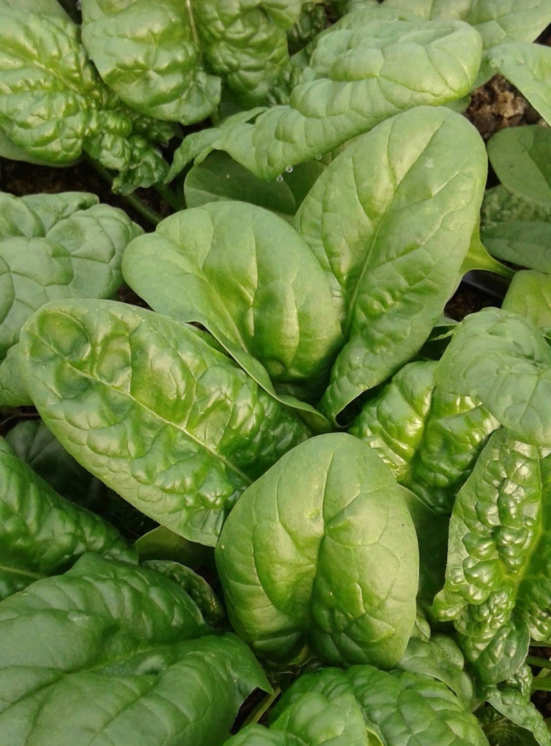 Bloomsdale Spinach Seeds | Heirloom | Organic - Etsy