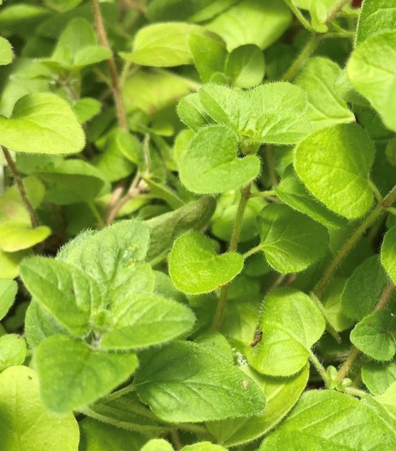 Italian Oregano Seeds | Heirloom | Herb - Etsy