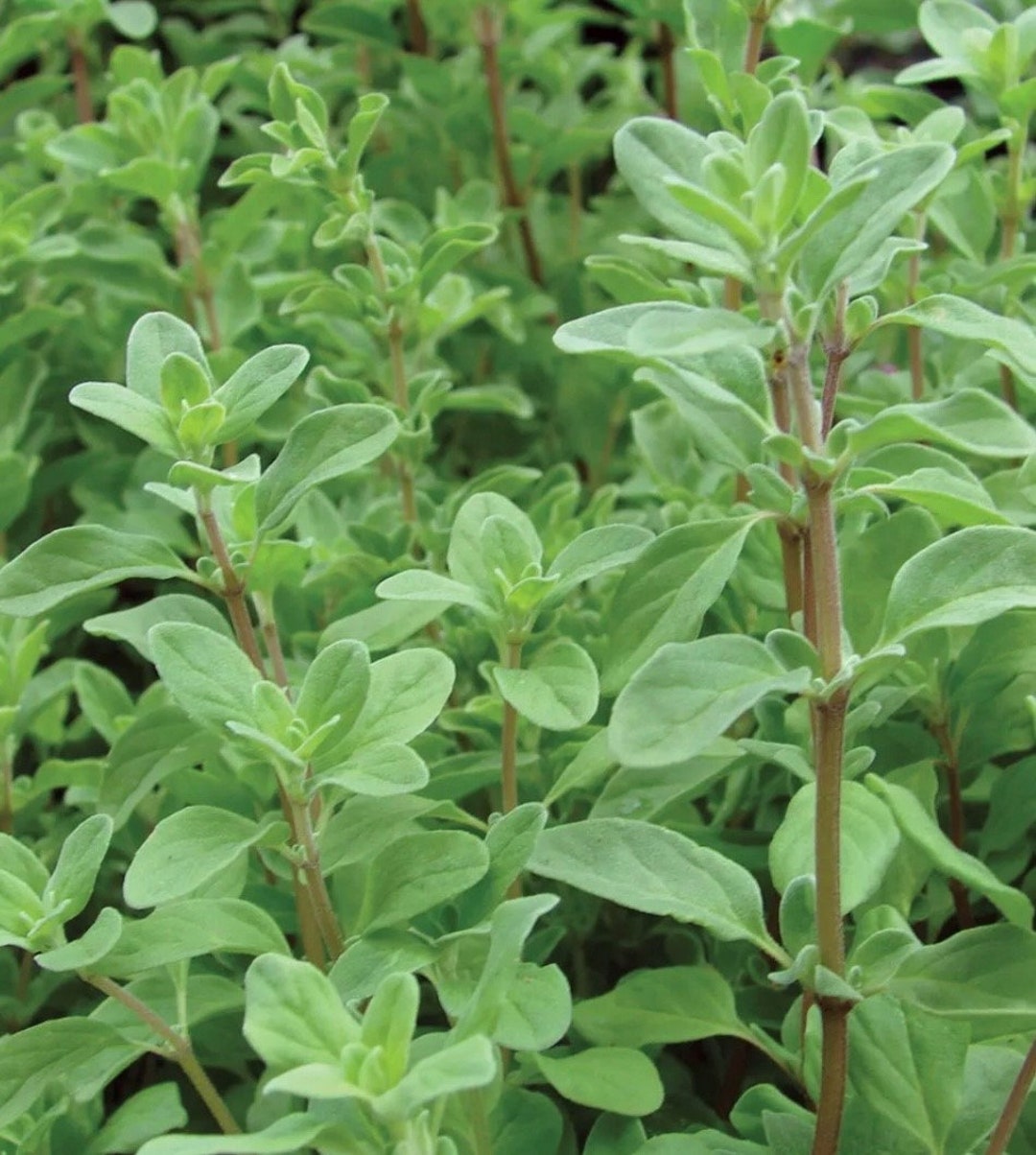 Sweet Marjoram Seeds | Herb - Etsy