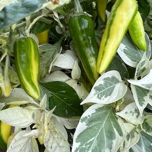 Fish Pepper Seeds | Hot | Heirloom | Organic - Etsy