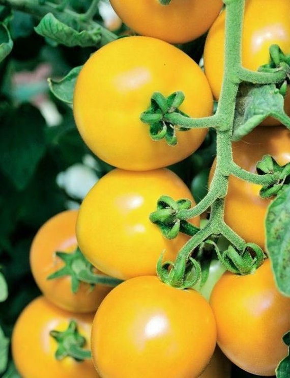 Yellow Heirloom Tomatoes