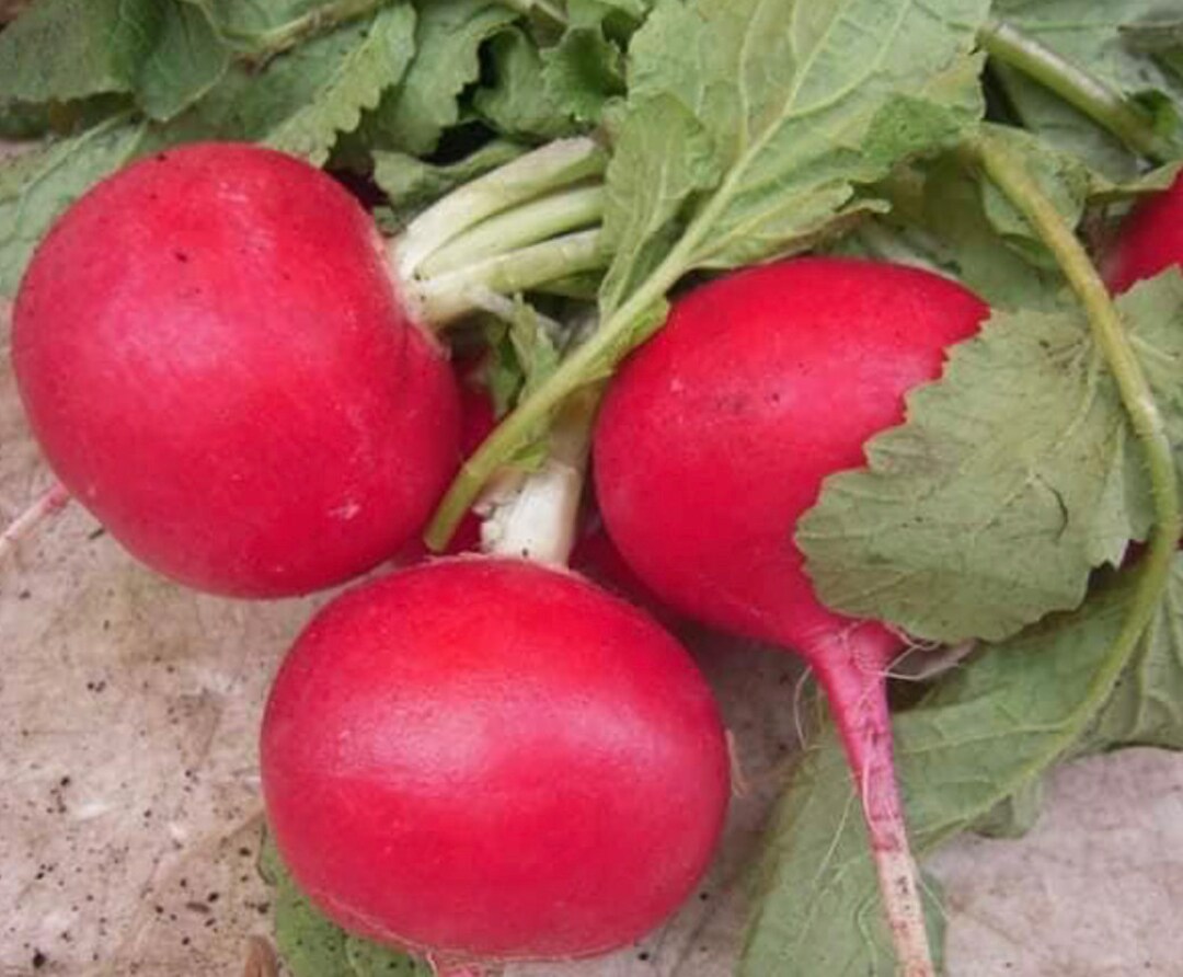 Crimson Giant Radish Seeds Heirloom Organic - Etsy