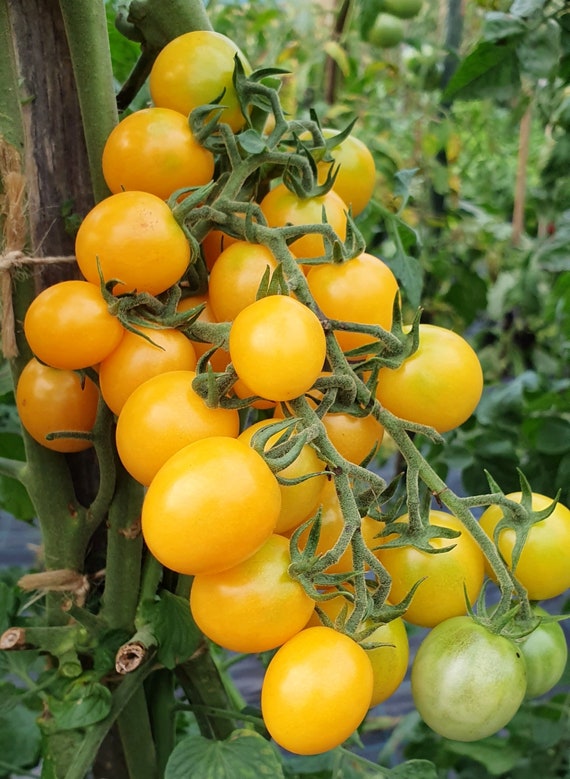 Honeydrop Cherry Tomato Seeds Organic | Etsy