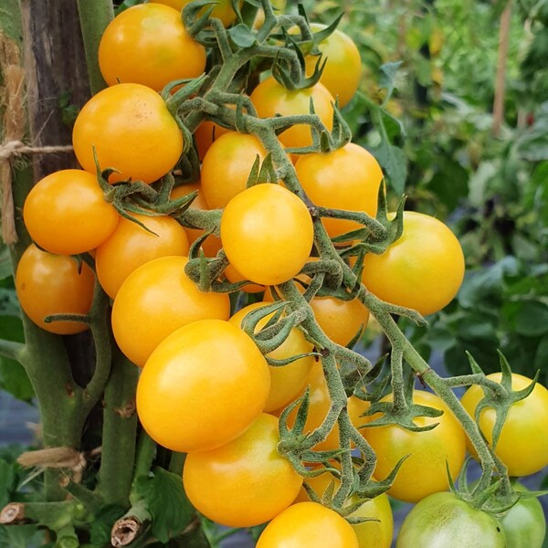 Honey Bomb Tomato Seed - Etsy