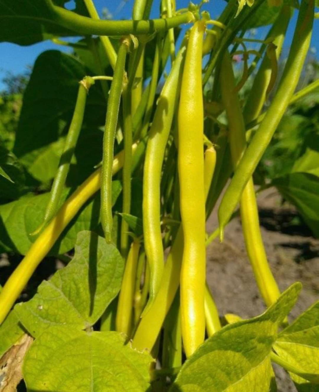 Gold Rush Yellow Bean Seeds | Heirloom | Organic - Etsy