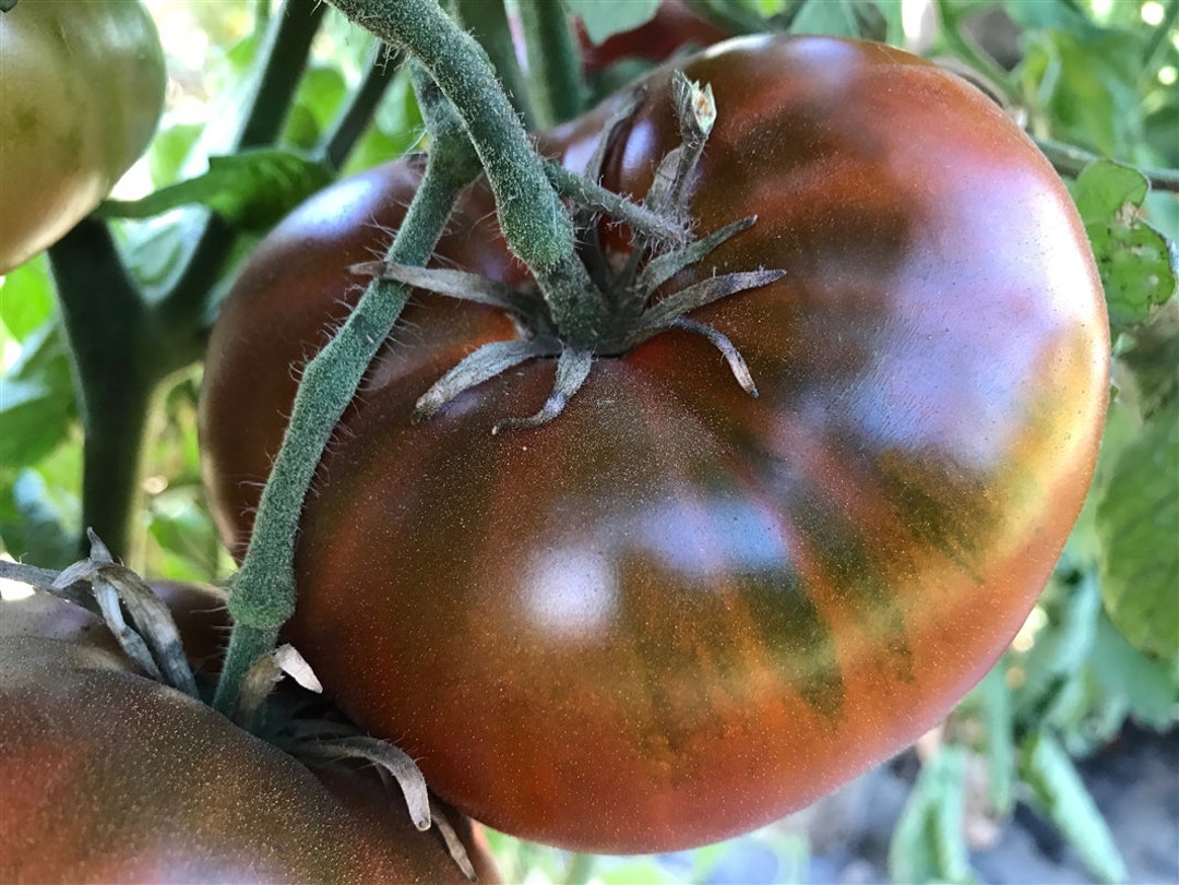 Chocolate Cherokee Tomato Seeds | Organic - Etsy