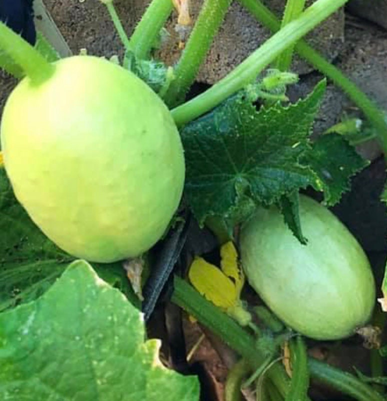 Crystal Apple Cucumber Seeds | Heirloom | Organic - Etsy