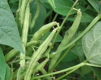 French Green Beans, Fin De Bagnol, 15 Seeds Certified Organic, French ...