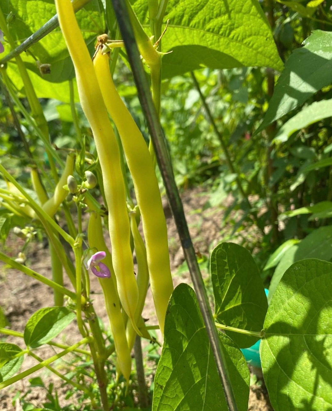 Cherokee Wax Yellow Bean Seeds | Heirloom | Organic - Etsy