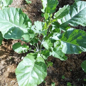Ethiopian Kale Seeds | Heirloom | Organic - Etsy