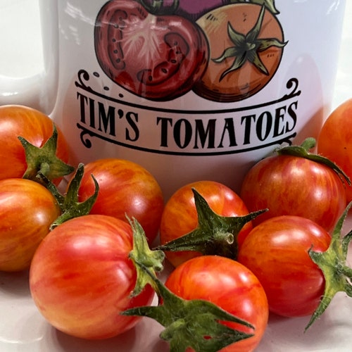 Red Zebra Tomato Seeds Heirloom Organic - Etsy