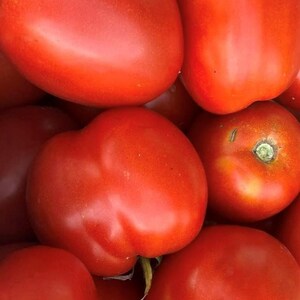 Amish Paste Tomato Seeds| Heirloom | Organic - Etsy