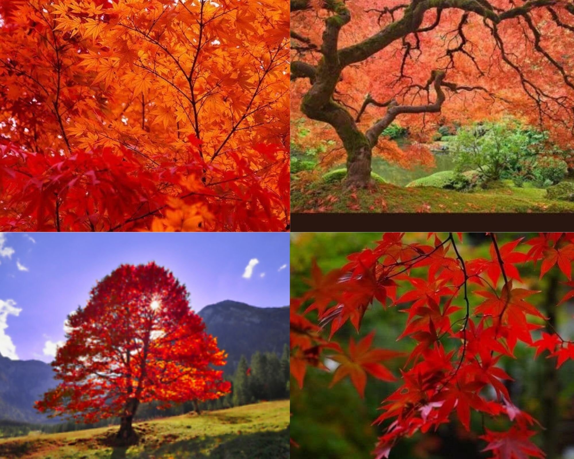 25 Seeds Scarlet Maple Tree Carolina Red Acer Rubrum | Etsy