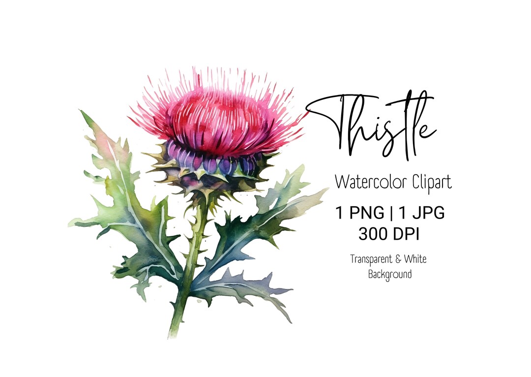 Thistle Watercolor Flowers Purple Thistle Art Pint Botanical Wall Art ...