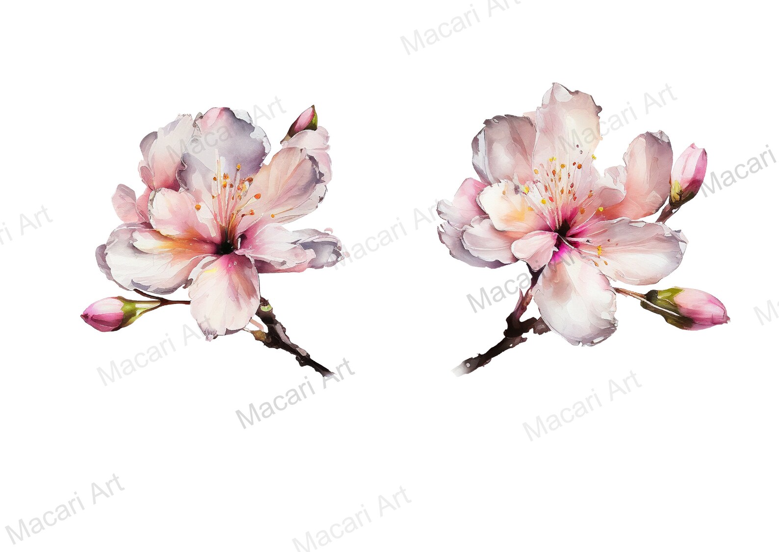 Watercolor Cherry Blossom Clipart Watercolor Flowers Cherry Blossom ...