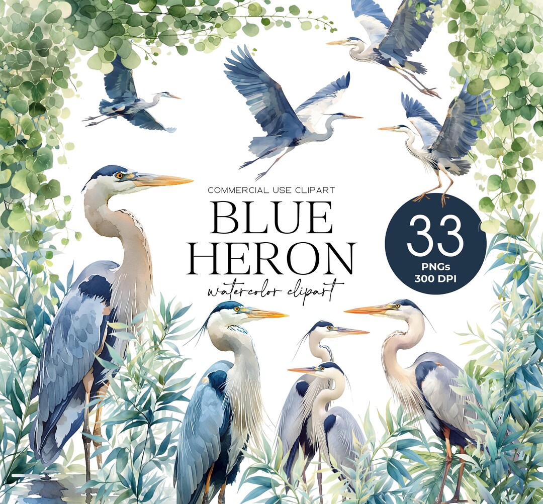 Blue Heron Clipart, Watercolor Heron Png, Water Bird Clipart, Wildlife ...