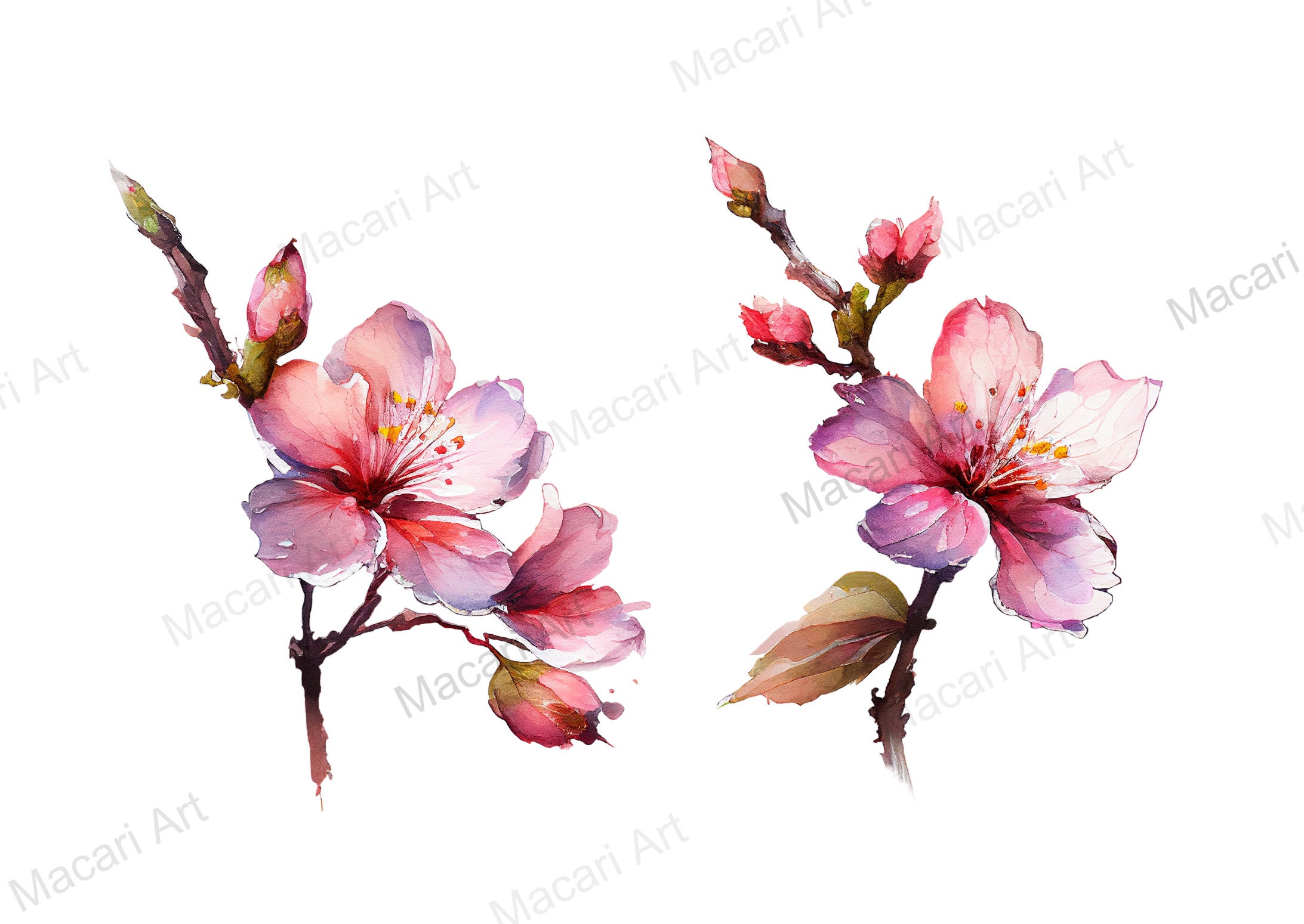Watercolor Cherry Blossom Clipart Watercolor Flowers Cherry Blossom ...