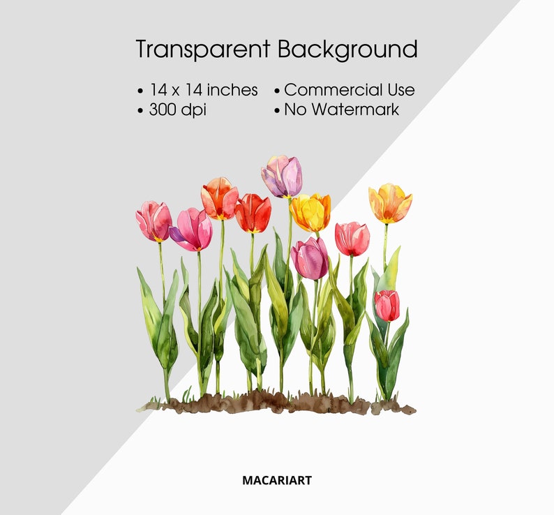 Watercolor Tulips Clipart Spring Flowers Tulip Png Watercolor Flower ...