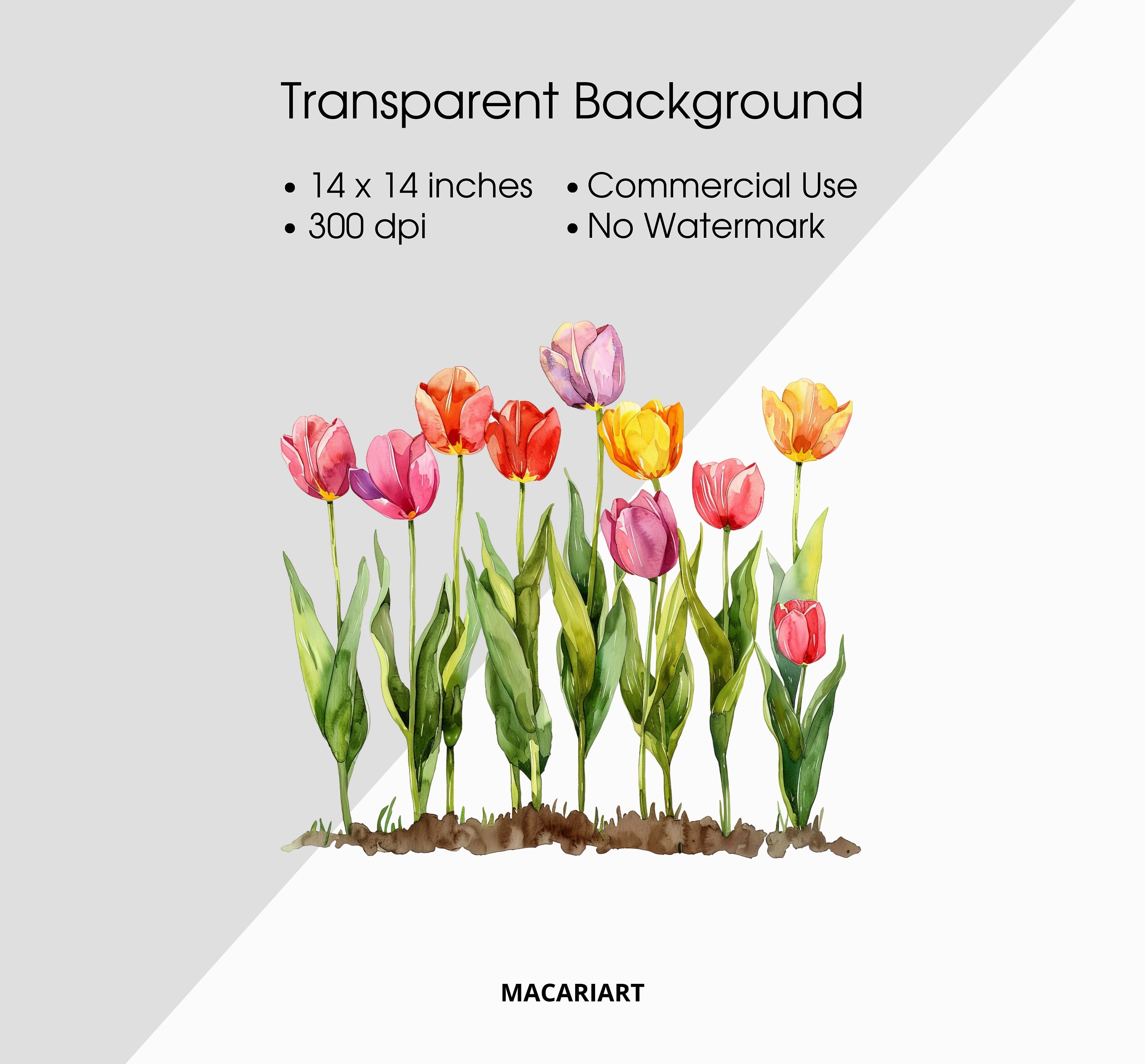 Watercolor Tulips Clipart Spring Flowers Tulip Png Watercolor Flower ...