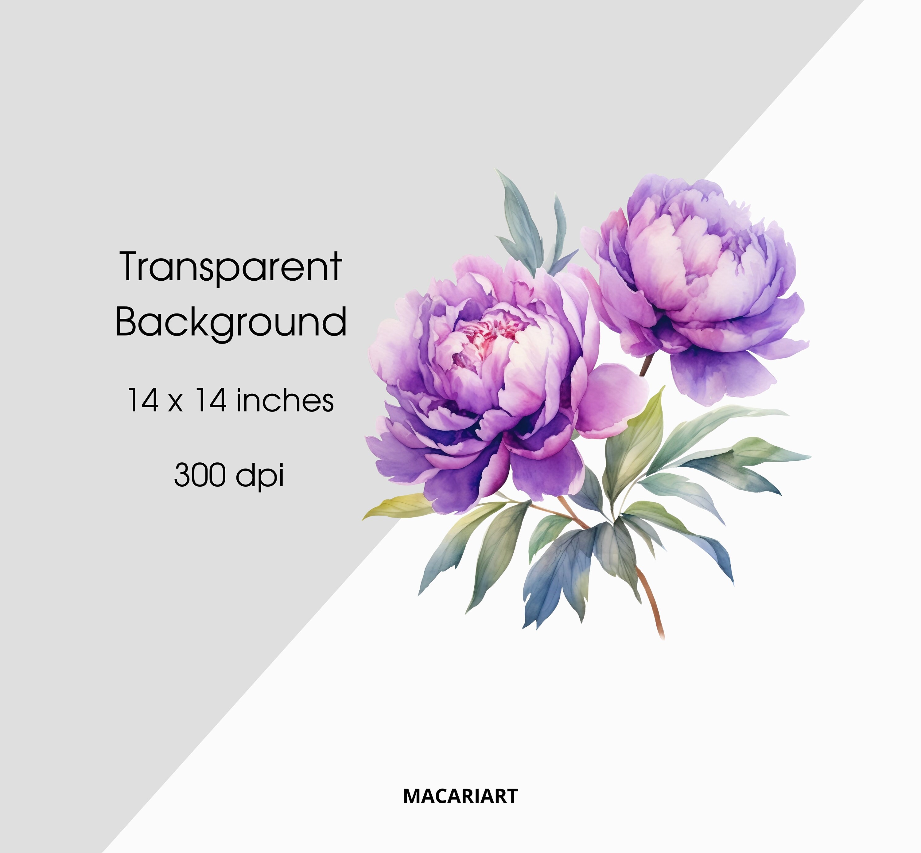 Peony Watercolor Clipart Elegant Bohemian Flowers Romantic Wedding ...