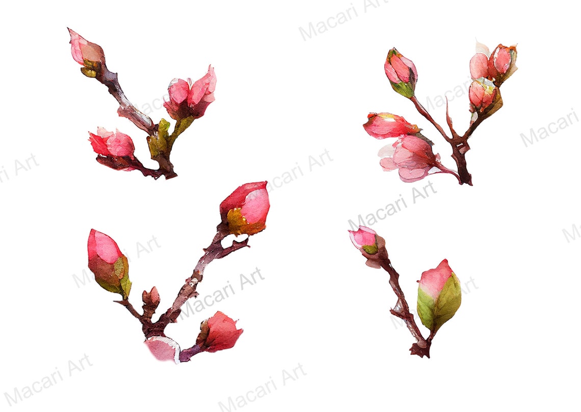 Watercolor Cherry Blossom Clipart Watercolor Flowers Cherry Blossom ...