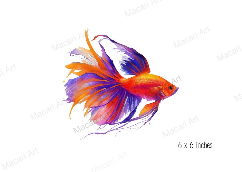 Watercolor Betta Fish Clipart Digital Clipart Fish Wall Decor ...