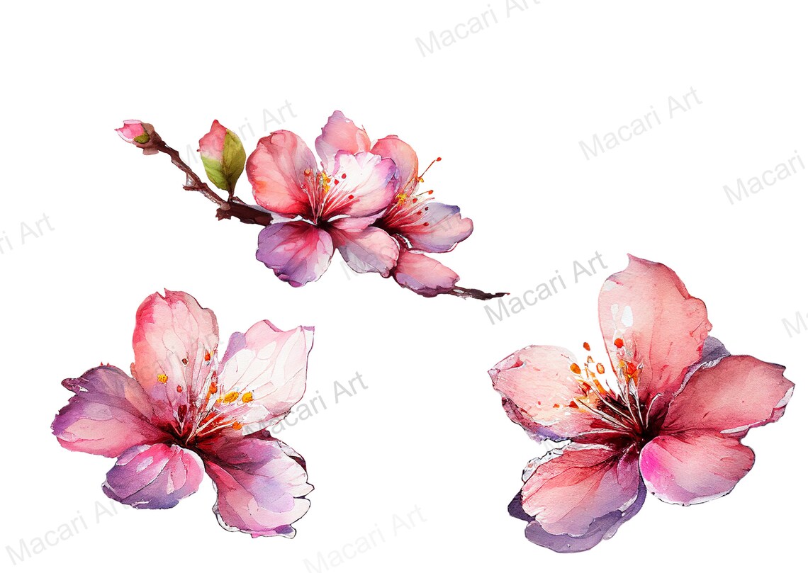 Watercolor Cherry Blossom Clipart Watercolor Flowers Cherry Blossom ...