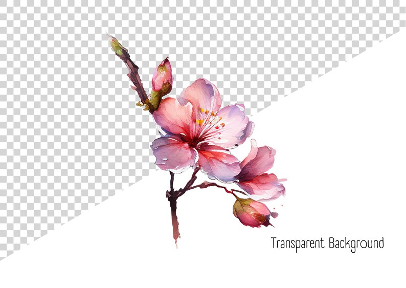 Watercolor Cherry Blossom Clipart Watercolor Flowers Cherry Blossom ...