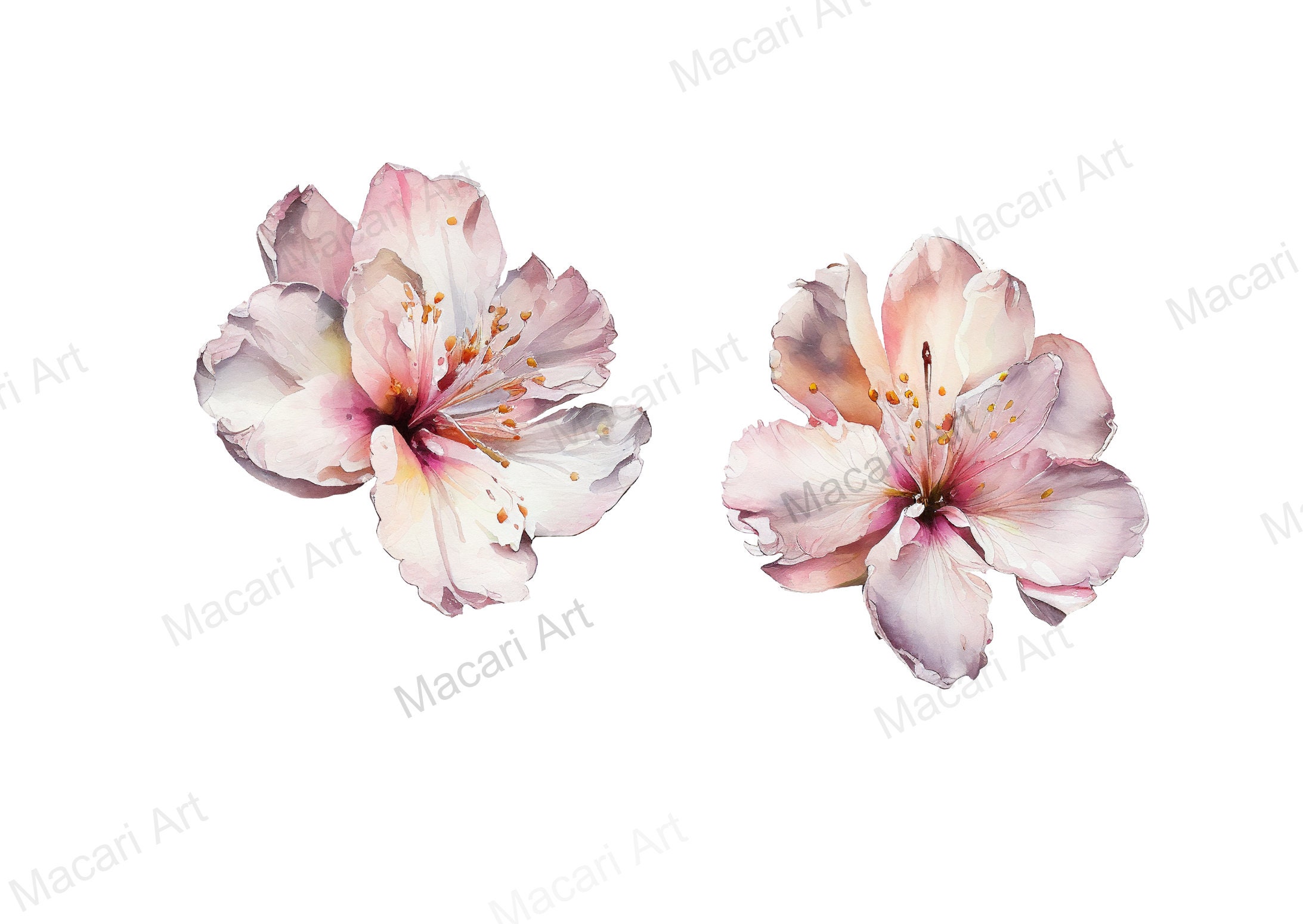 Watercolor Cherry Blossom Clipart Watercolor Flowers Cherry Blossom ...