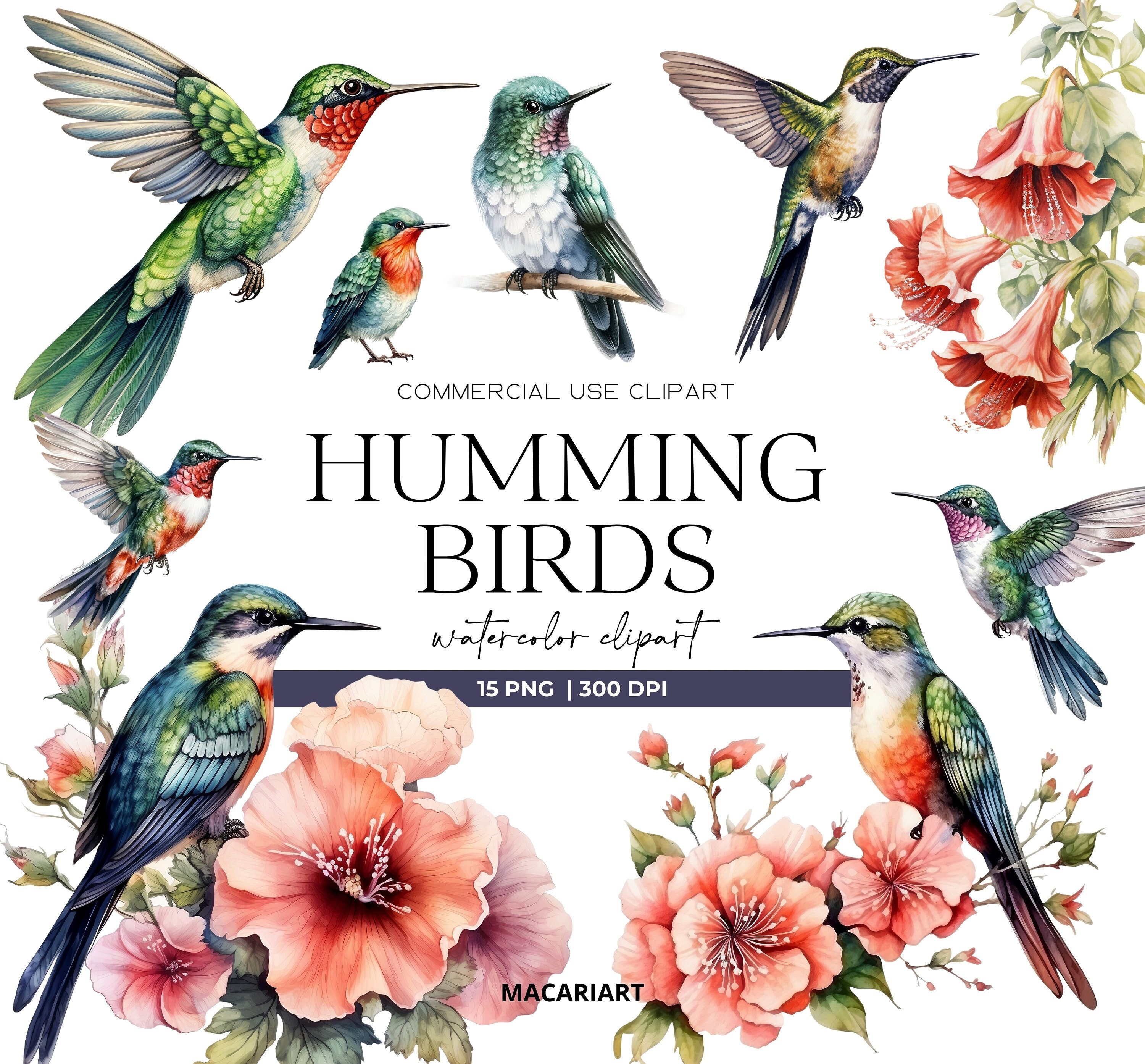 Watercolor Hummingbird Clipart Cute Colorful Bird Illustration ...