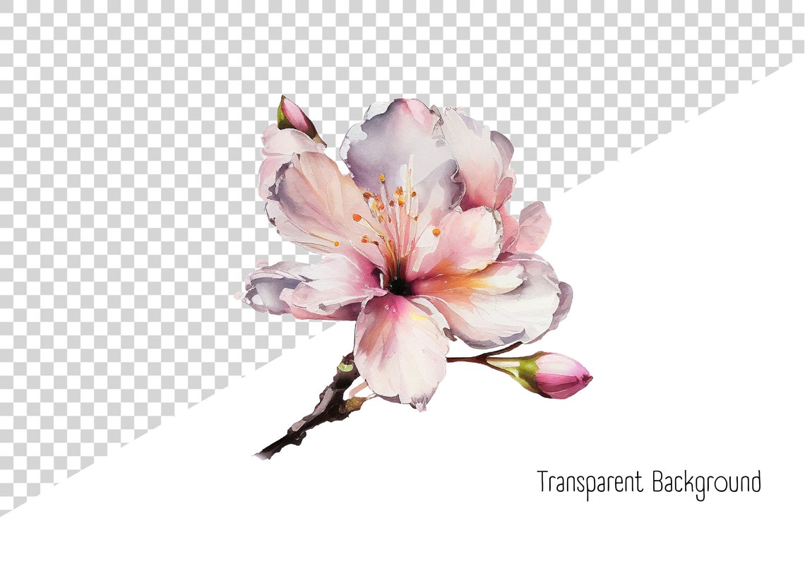 Watercolor Cherry Blossom Clipart Watercolor Flowers Cherry Blossom ...