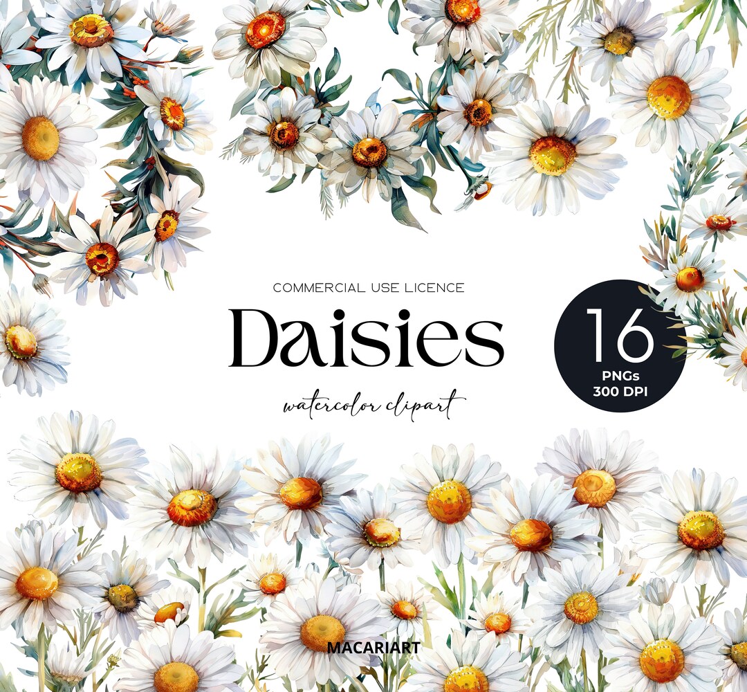 Watercolor Daisy Flower Clipart White Floral Bouquet Wildflower Clip ...