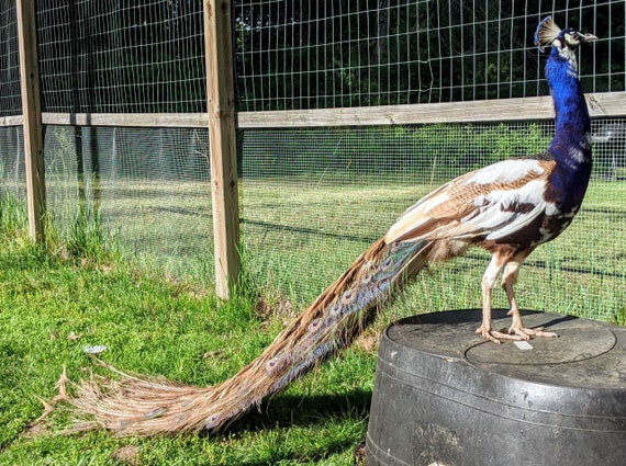 Black Shoulder Peacock