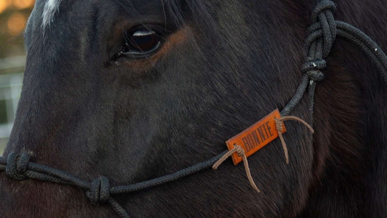 Custom Leather Horse Halter Name Plate Halter Name Tag - Etsy
