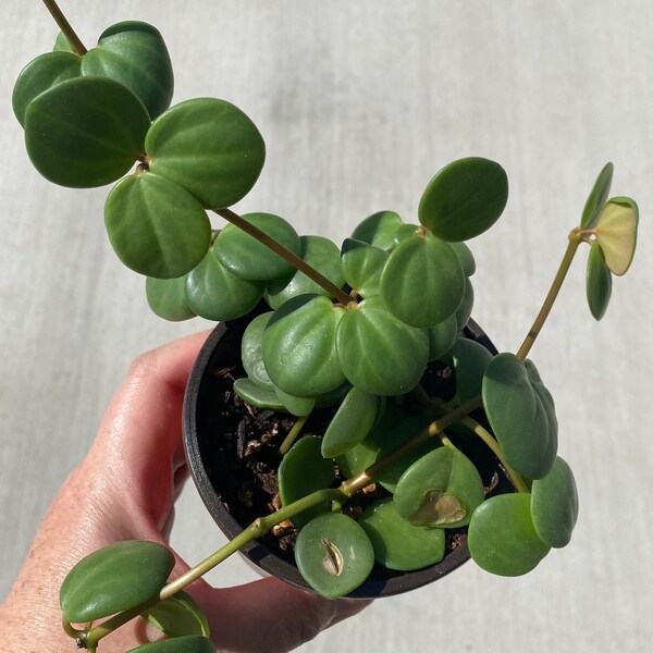 Peperomia Hope Plant - Etsy
