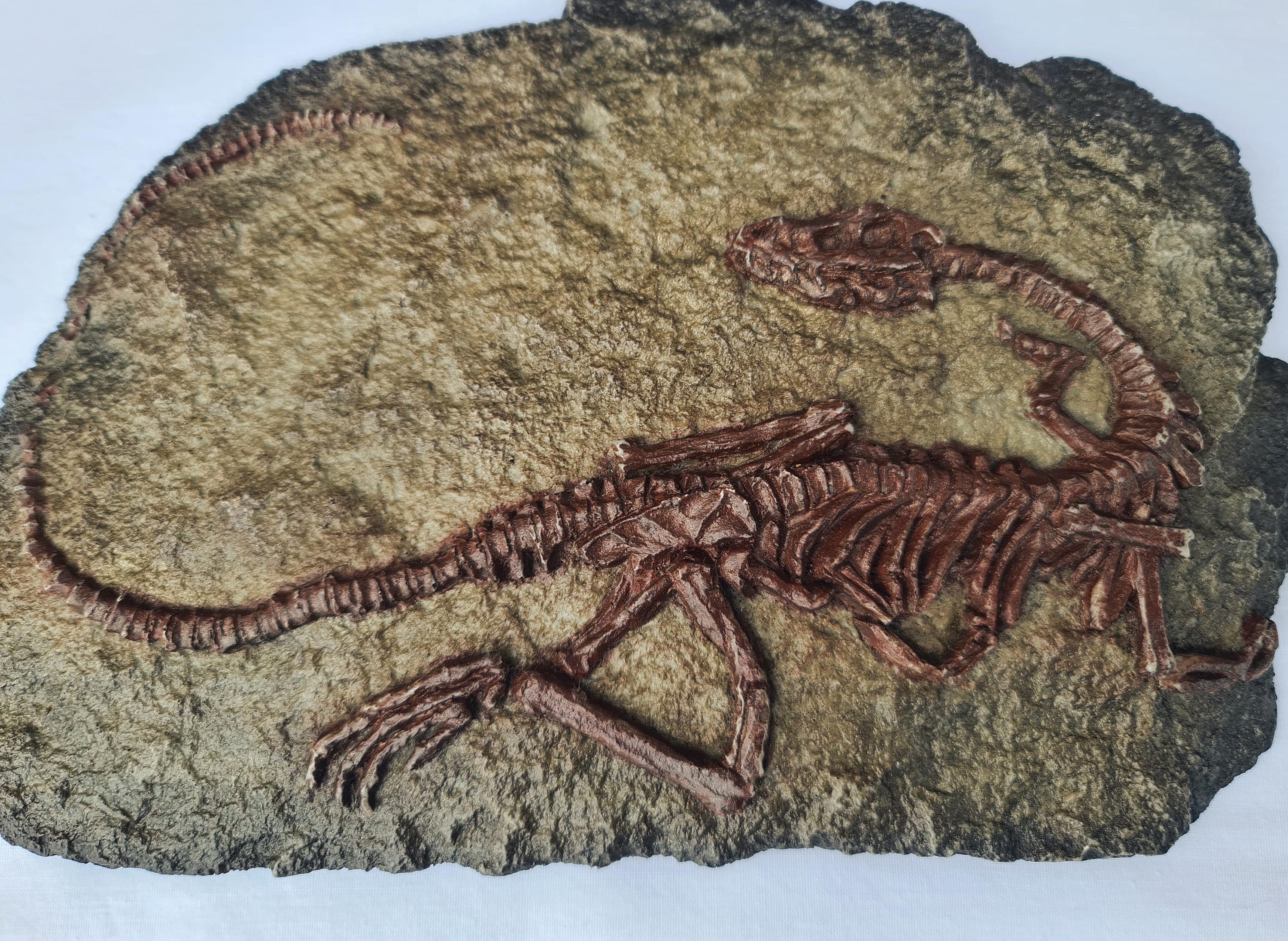 Coelophysis Dinosaur Skeleton - Etsy UK