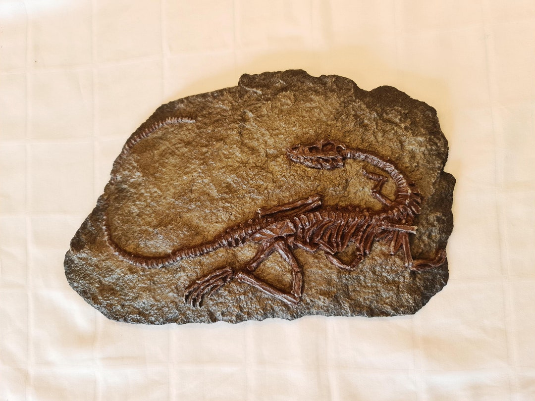 Coelophysis Dinosaur Skeleton - Etsy