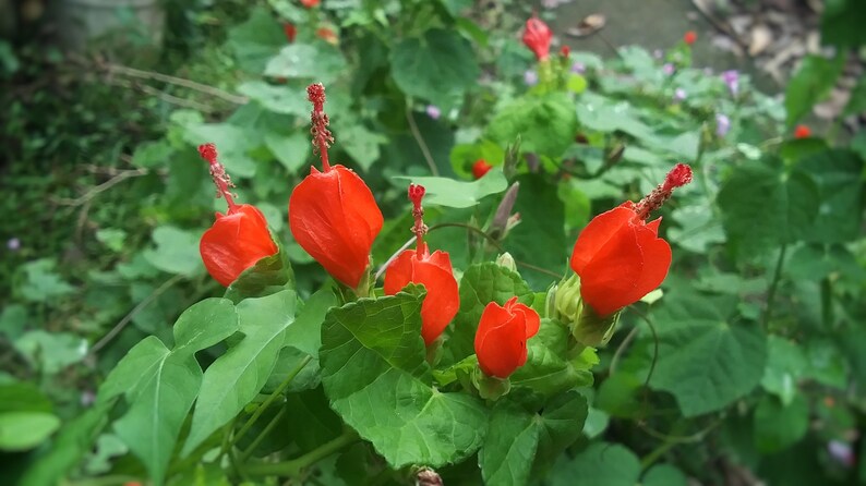 ROOTED Turk's Cap Wax Mallow (malvaviscus Arboreus) 1 Rooted Stem ...