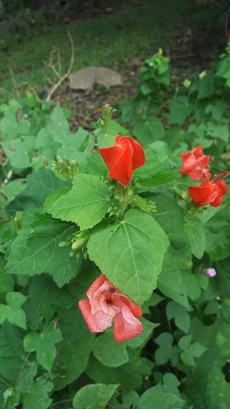 ROOTED Turk's Cap Wax Mallow (malvaviscus Arboreus) 1 Rooted Stem ...
