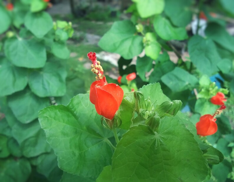 ROOTED Turk's Cap Wax Mallow (malvaviscus Arboreus) 1 Rooted Stem ...