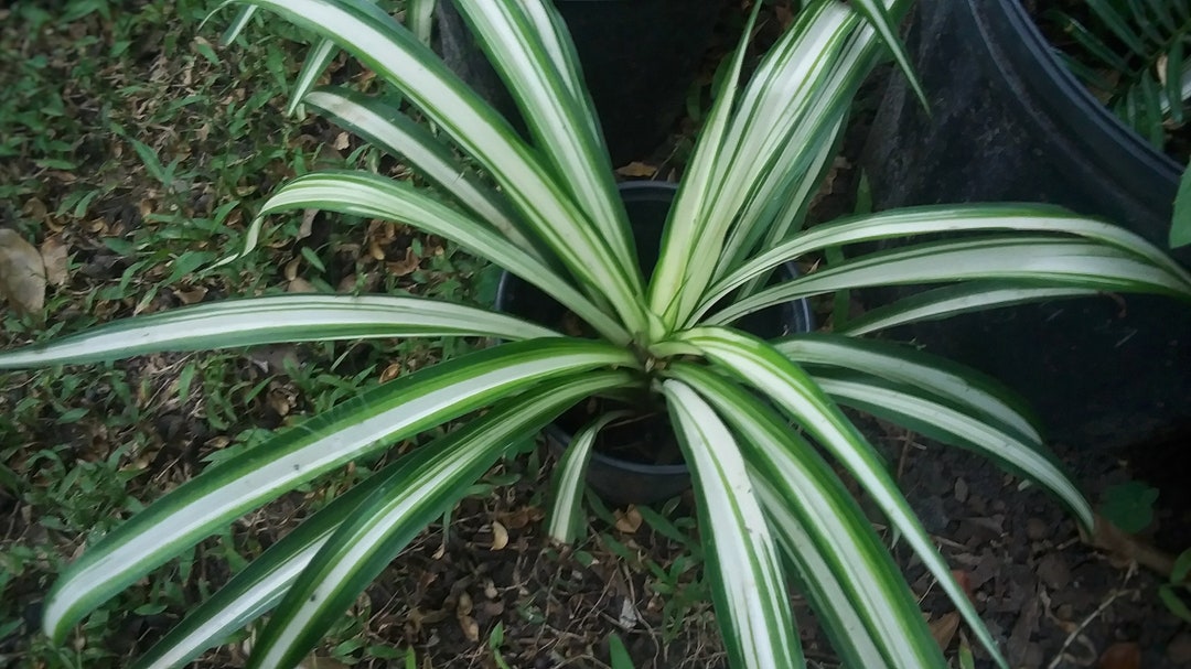 Variegated Spider Plant (chlorophytum Comosum) Rooted Plant ...
