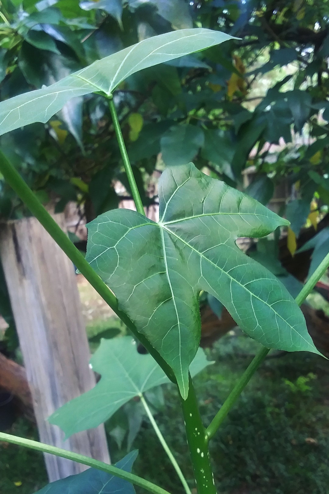 2 Chaya Tree Spinach (cnidoscolus Aconitifolius) Stems, Healthy ...