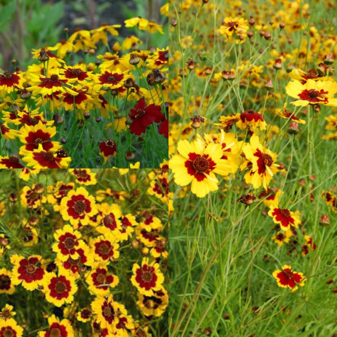 Seeds for Planting, Coreopsis Tinctoria Seeds, Plains Coreopsis, Garden ...