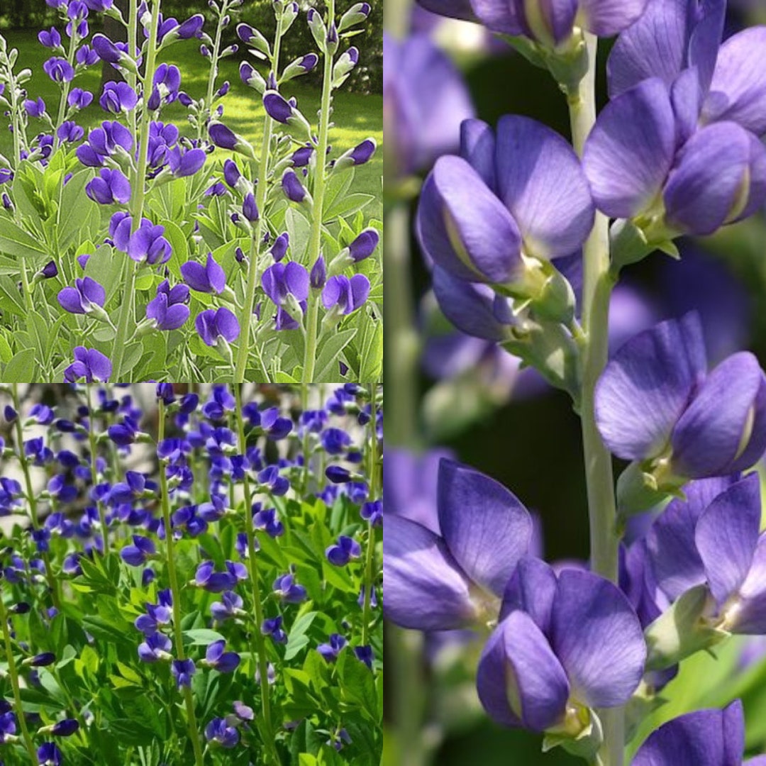 Seeds for Planting, Baptisia Australis Seeds, Blue Wild Indigo, Blue ...