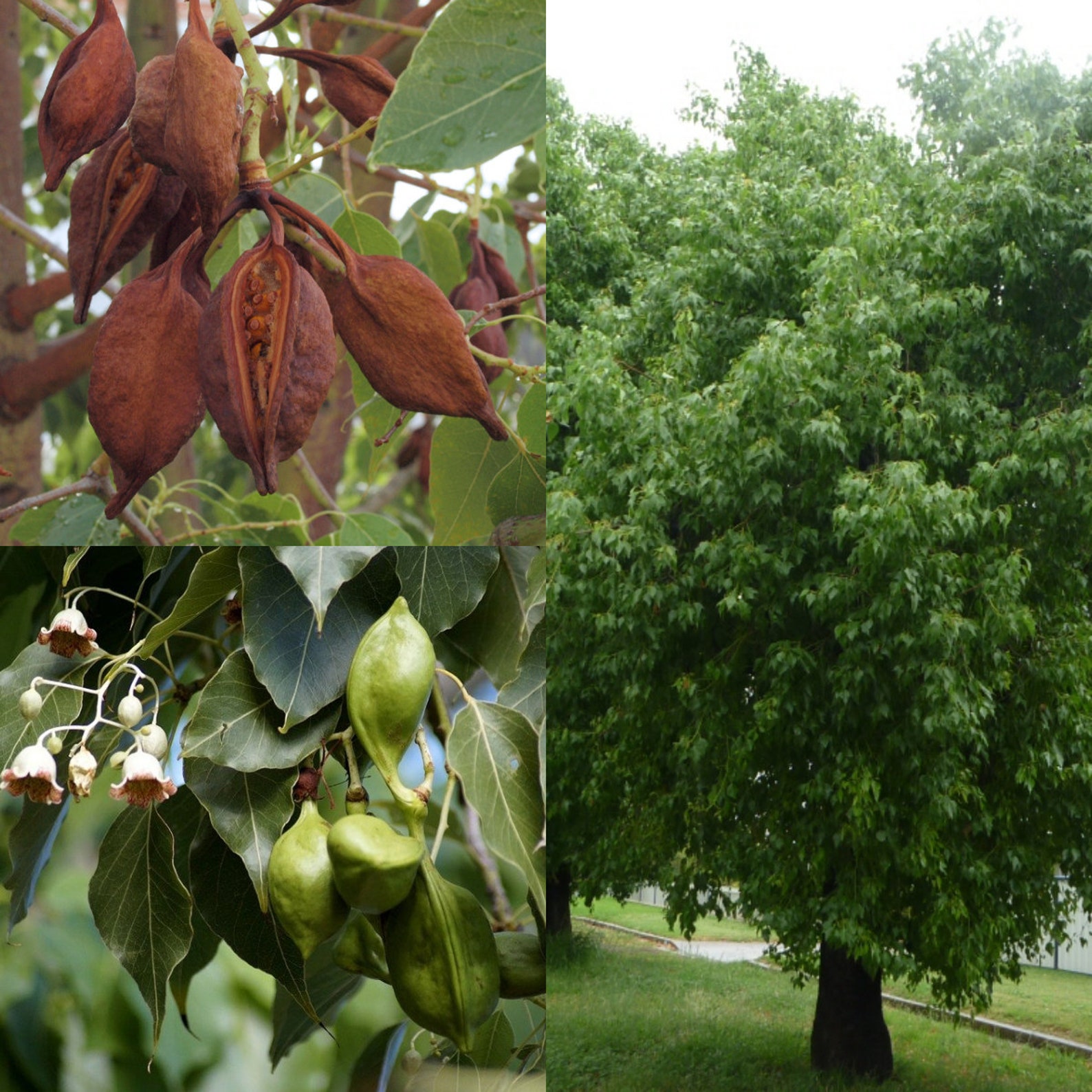Seeds for Planting, Brachychiton Populneus Seeds, Kurrajong, Bottletree ...