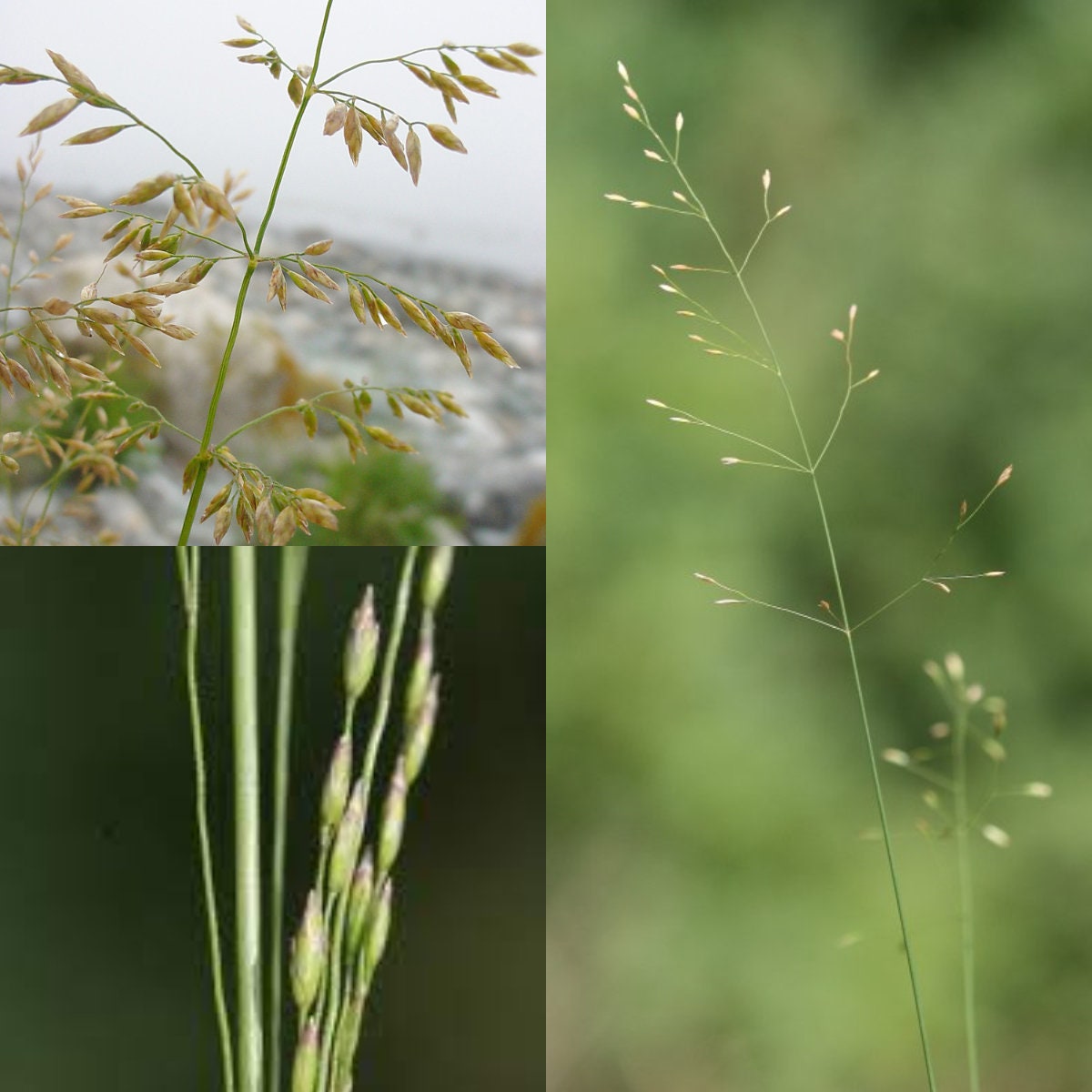 Seeds for Planting, Poa Palustris Seeds, Fowl Bluegrass, Fowl ...