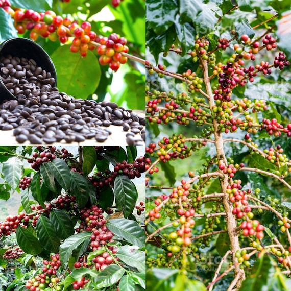 Seeds for Planting Coffea Arabica Seeds Arabian Coffee - Etsy