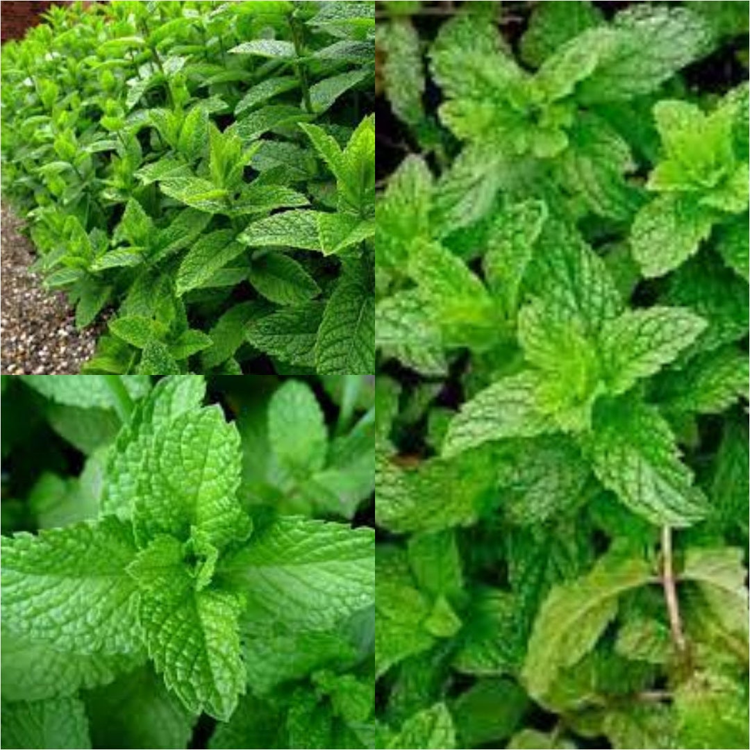 Seeds for Planting, Mentha Piperita Seeds, Peppermint,~ Bulk Wholesale ...