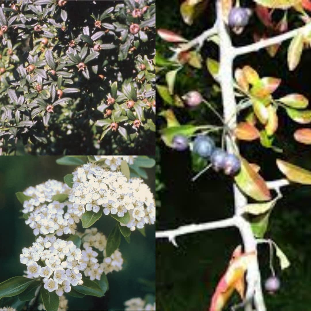 Seeds for Planting, Crataegus Brachyacantha Seeds, Blueberry Hawthorn ...